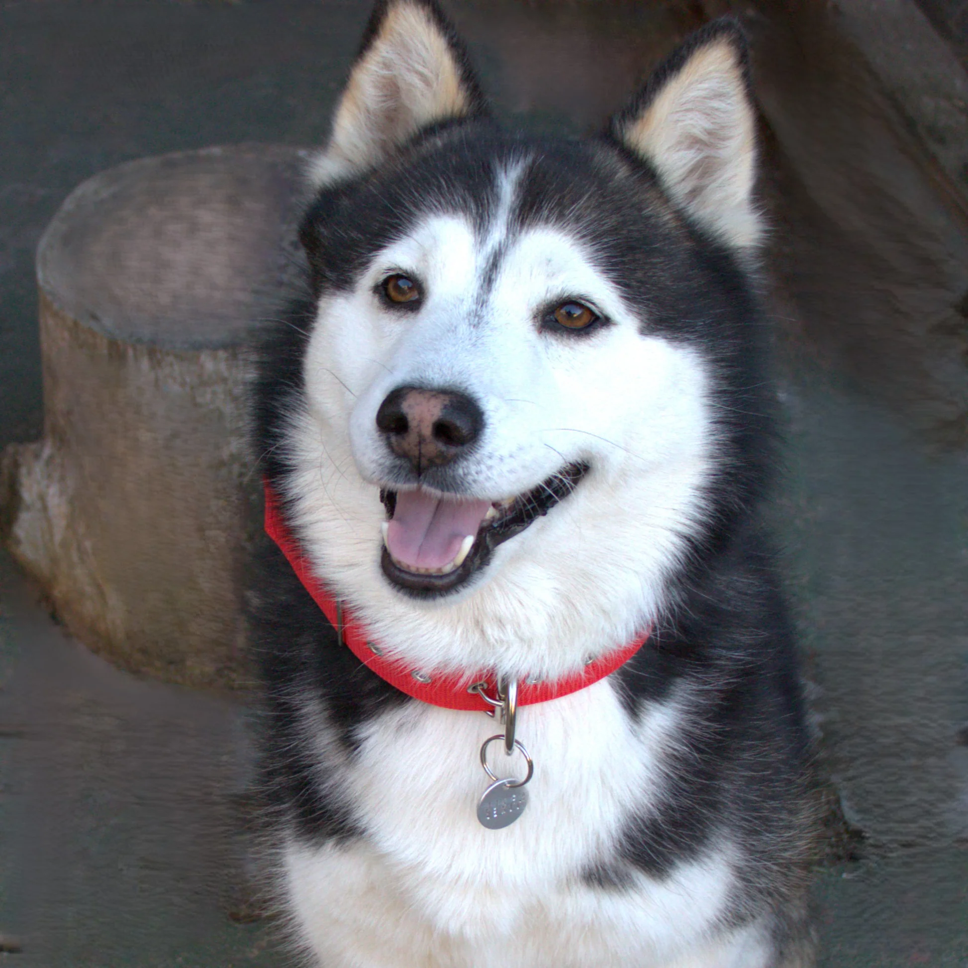 Personalised Pet ID Tag - Cursive Font - Moksi